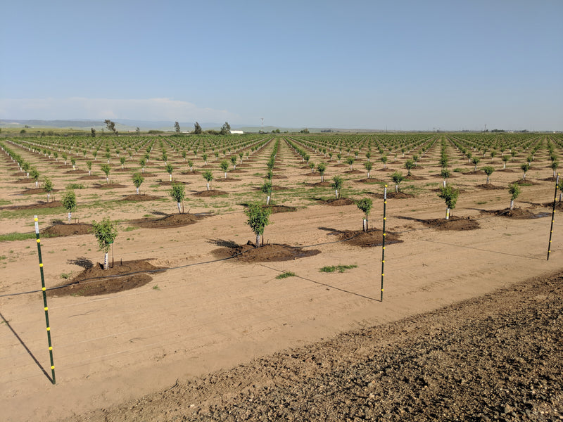 Bulk Raw California Almonds Over $50 Ships Free | Sohnrey Family Foods ...