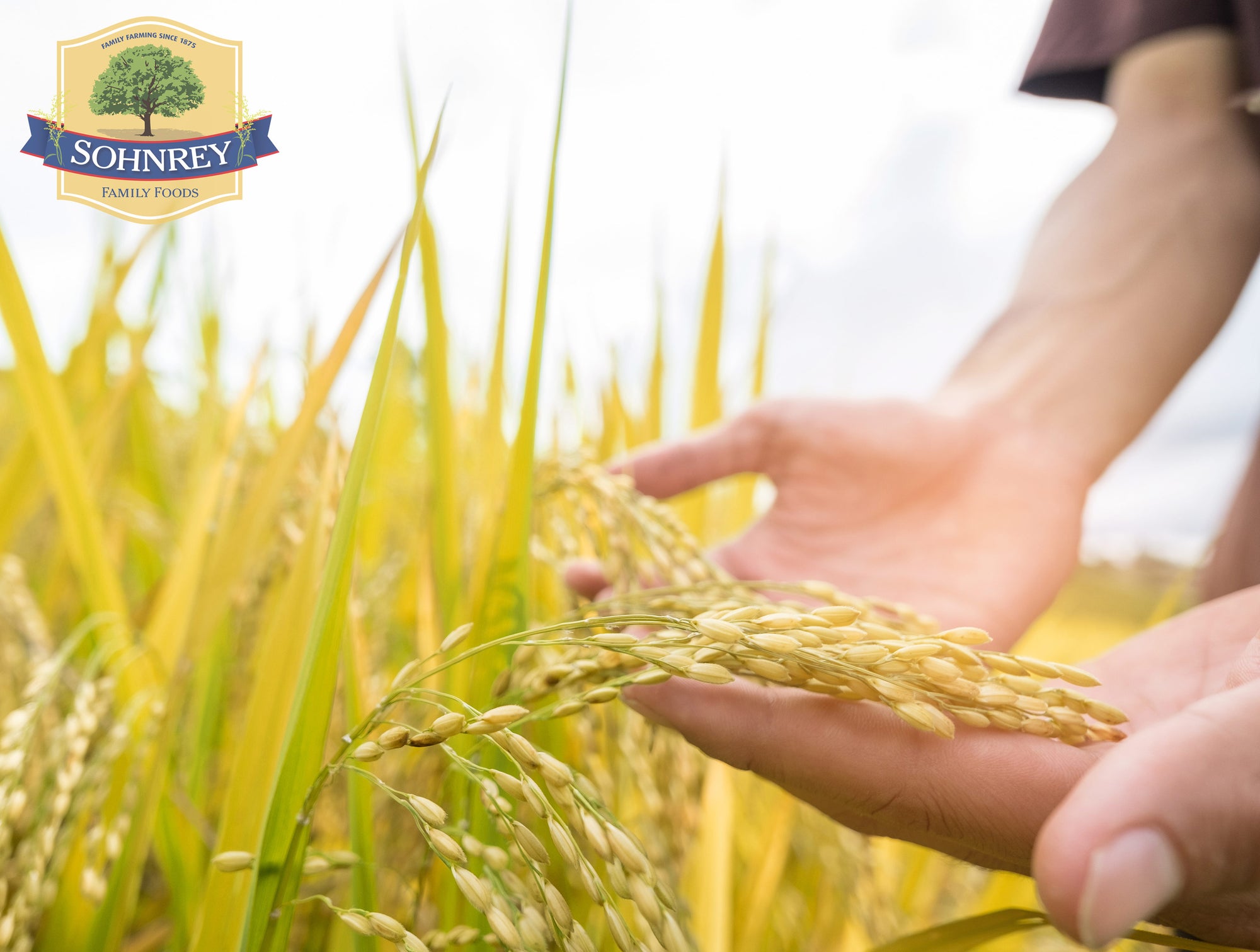 Buy Rice Online Medium Grain California Grown | Sohnrey Family Foods ...